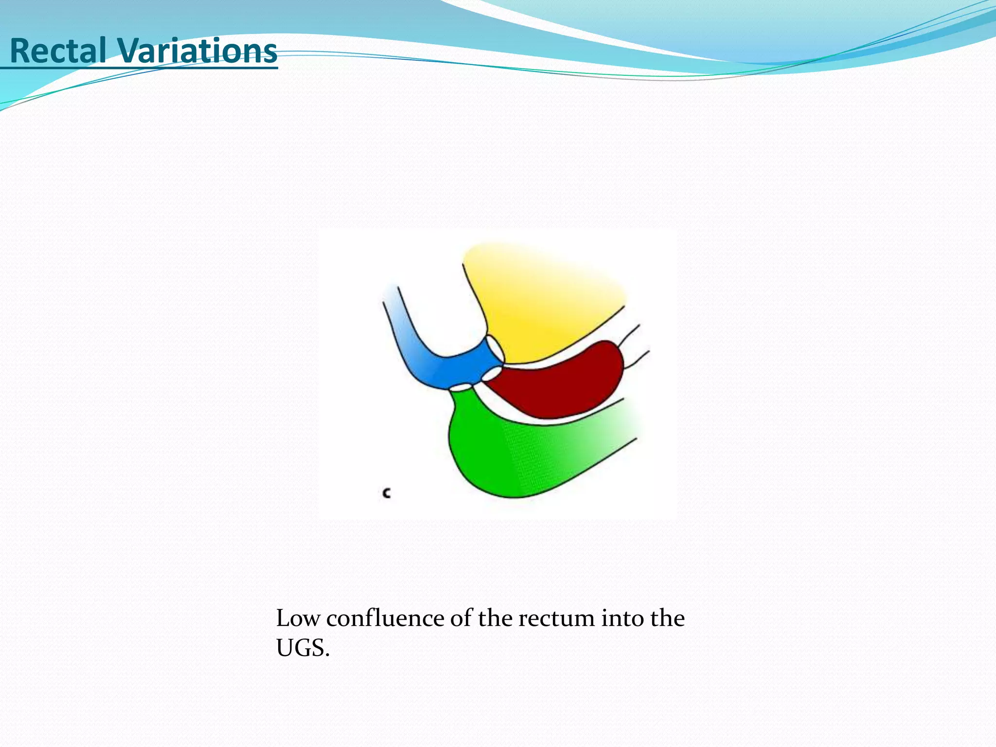 Cloaca approach to decision making | PPTX | Digestive Disorders ...