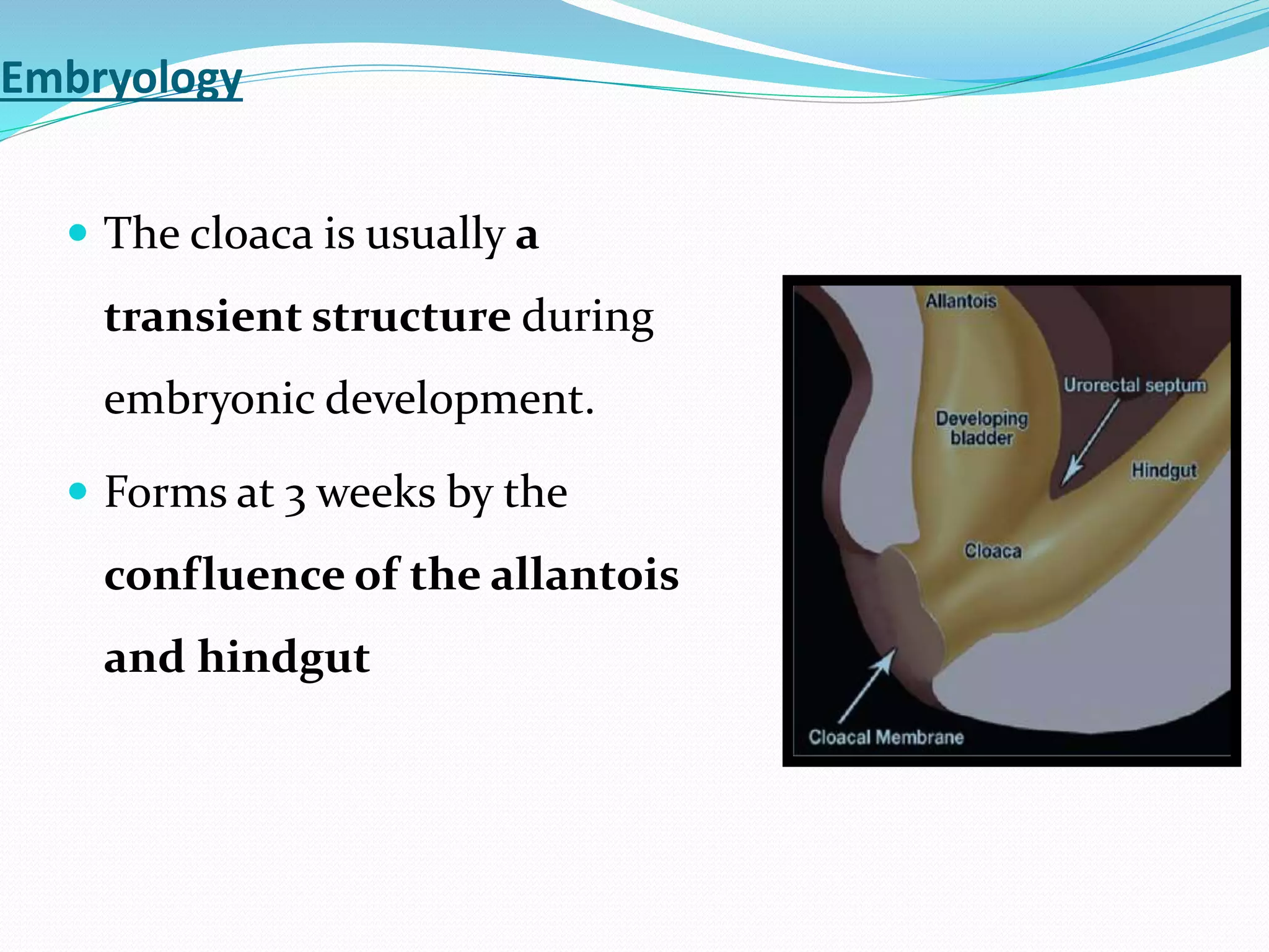 Cloaca approach to decision making | PPTX