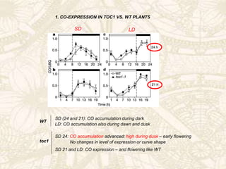 clock2.ppt | Genetics | Science