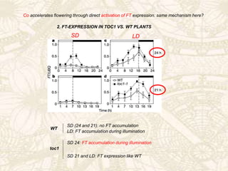 clock2.ppt | Genetics | Science