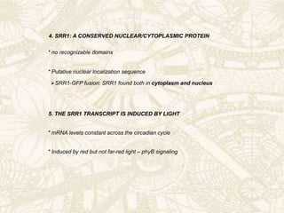 clock2.ppt | Genetics | Science