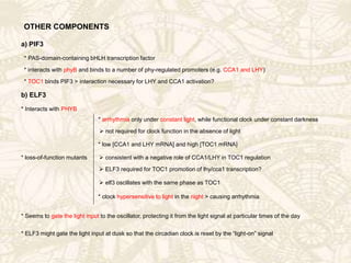 clock2.ppt | Genetics | Science