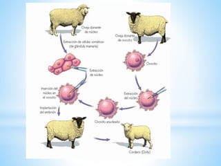 Clonacion de ADN | PPT