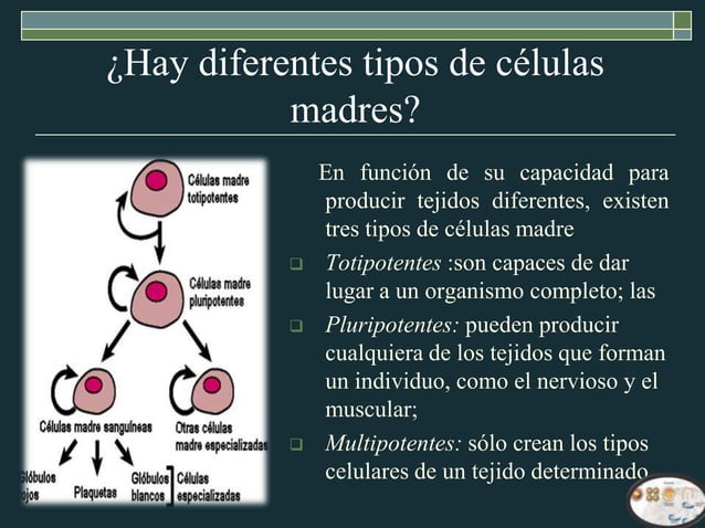 Clonacion humana | PPT | Descarga Gratuita