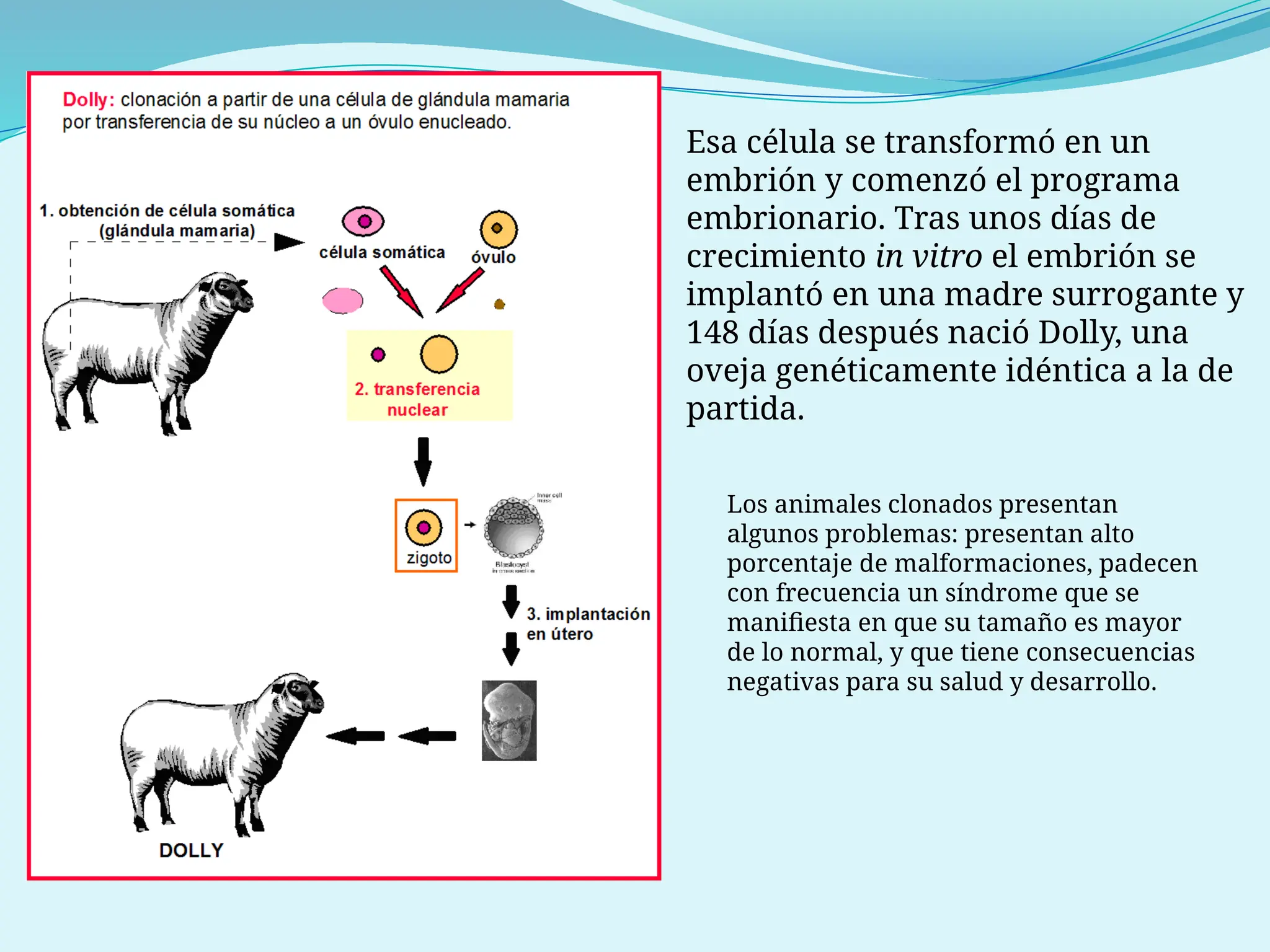 clonacion humana y animal. Biologia.pptx