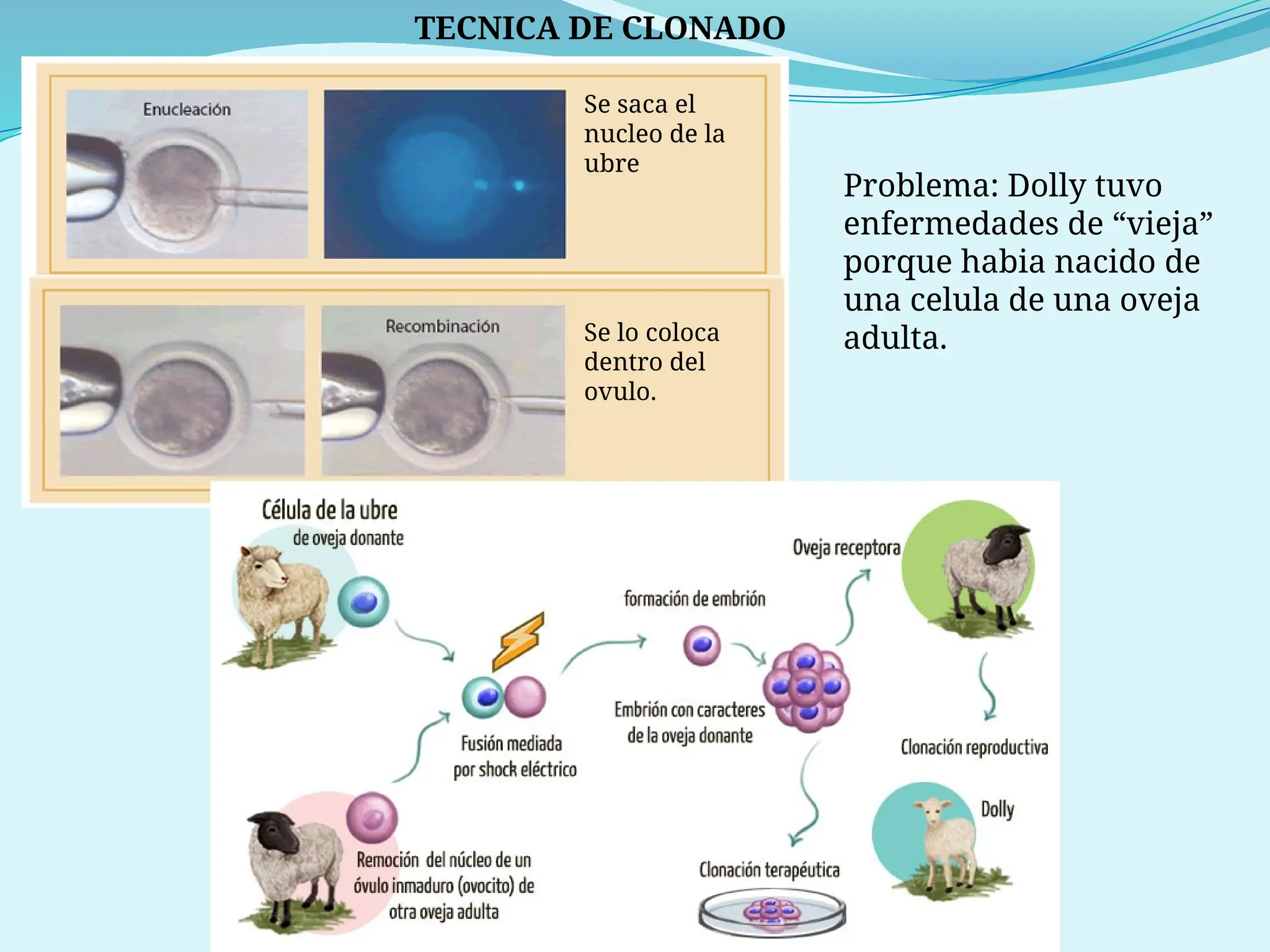 clonacion humana y animal. Biologia.pptx