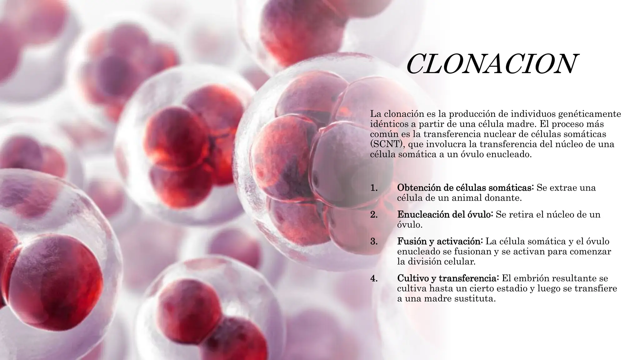 Clonacion en animales y transgenesis animal.pptx