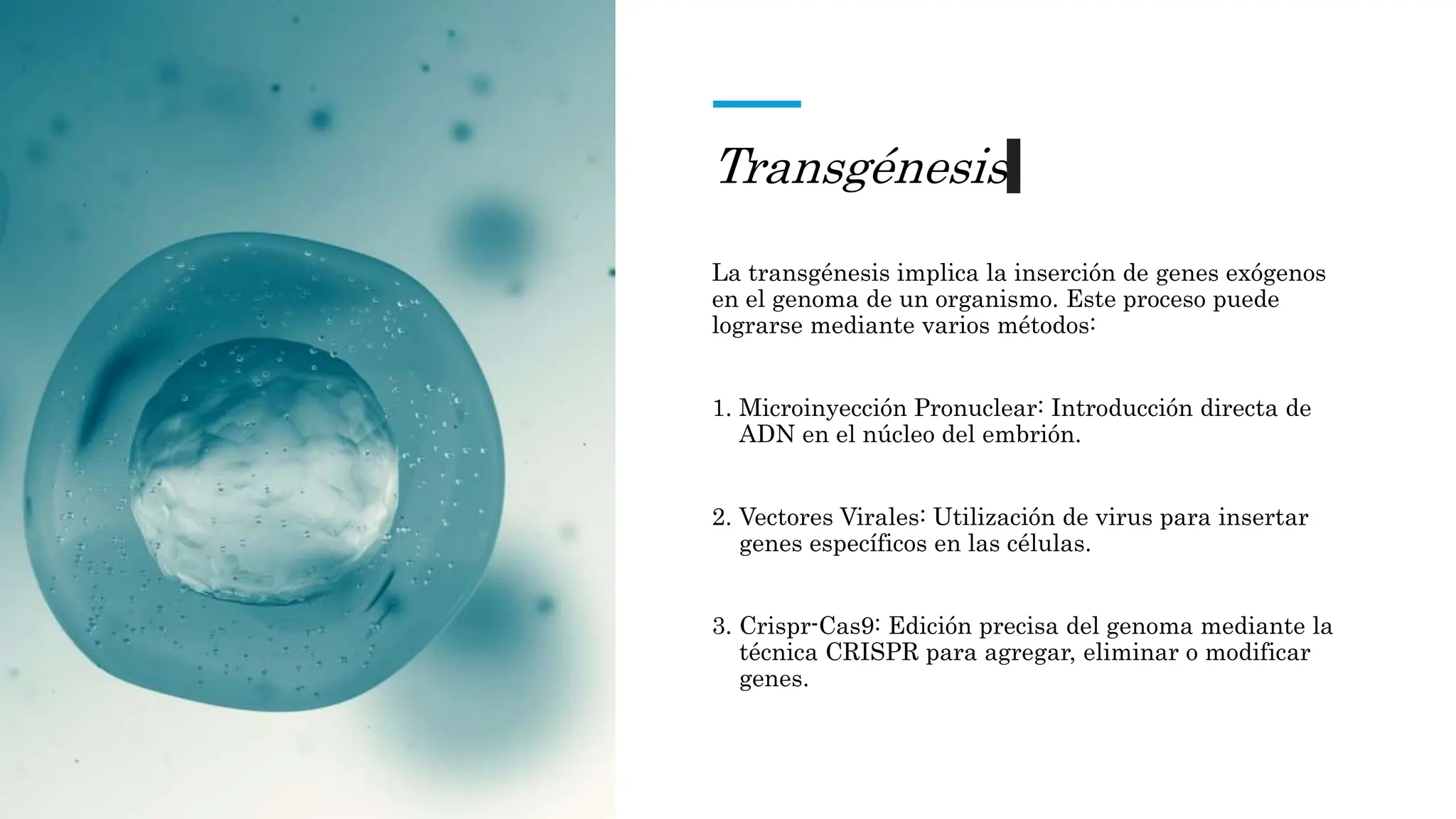 Clonacion en animales y transgenesis animal.pptx