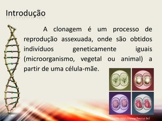 História Da Clonagem _ Clonagem: o que aprendemos com Dolly? – MYDAE