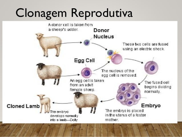 Aula de Clonagem e Vetores e bibliotecas de DNA