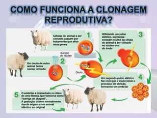 Clonagem animal | PPTX
