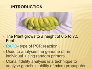 Clonal fidelity testing_of_micropropagated_banana__(musa | PPTX