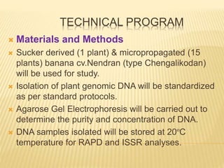 Clonal fidelity testing_of_micropropagated_banana__(musa | PPTX
