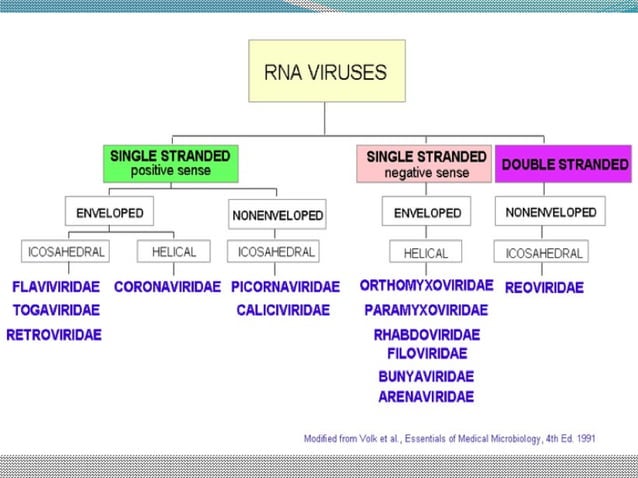 Clonal interfernce in Viral evolution | PPT