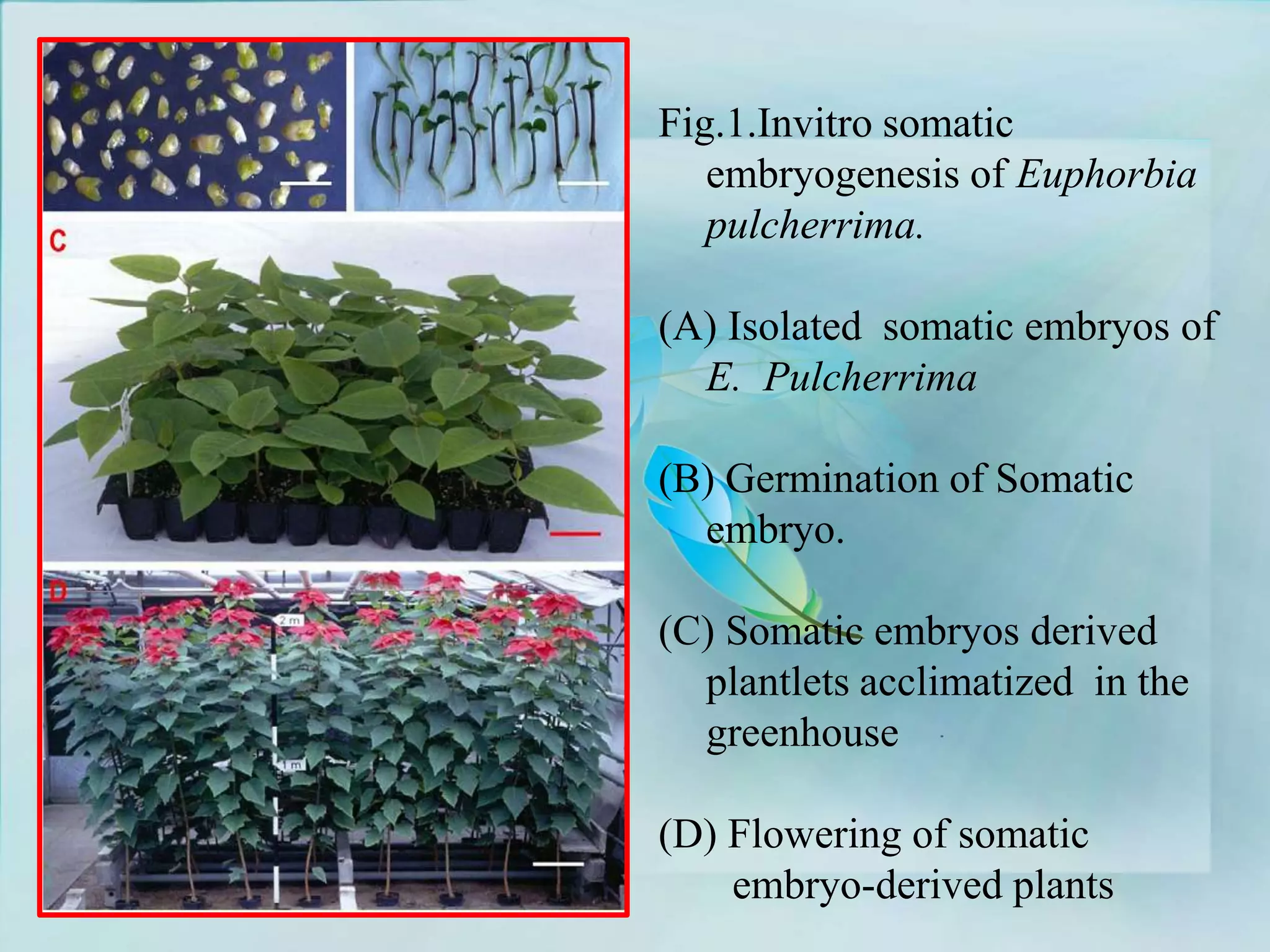 Clonal propagation in ornamental plants | PPTX