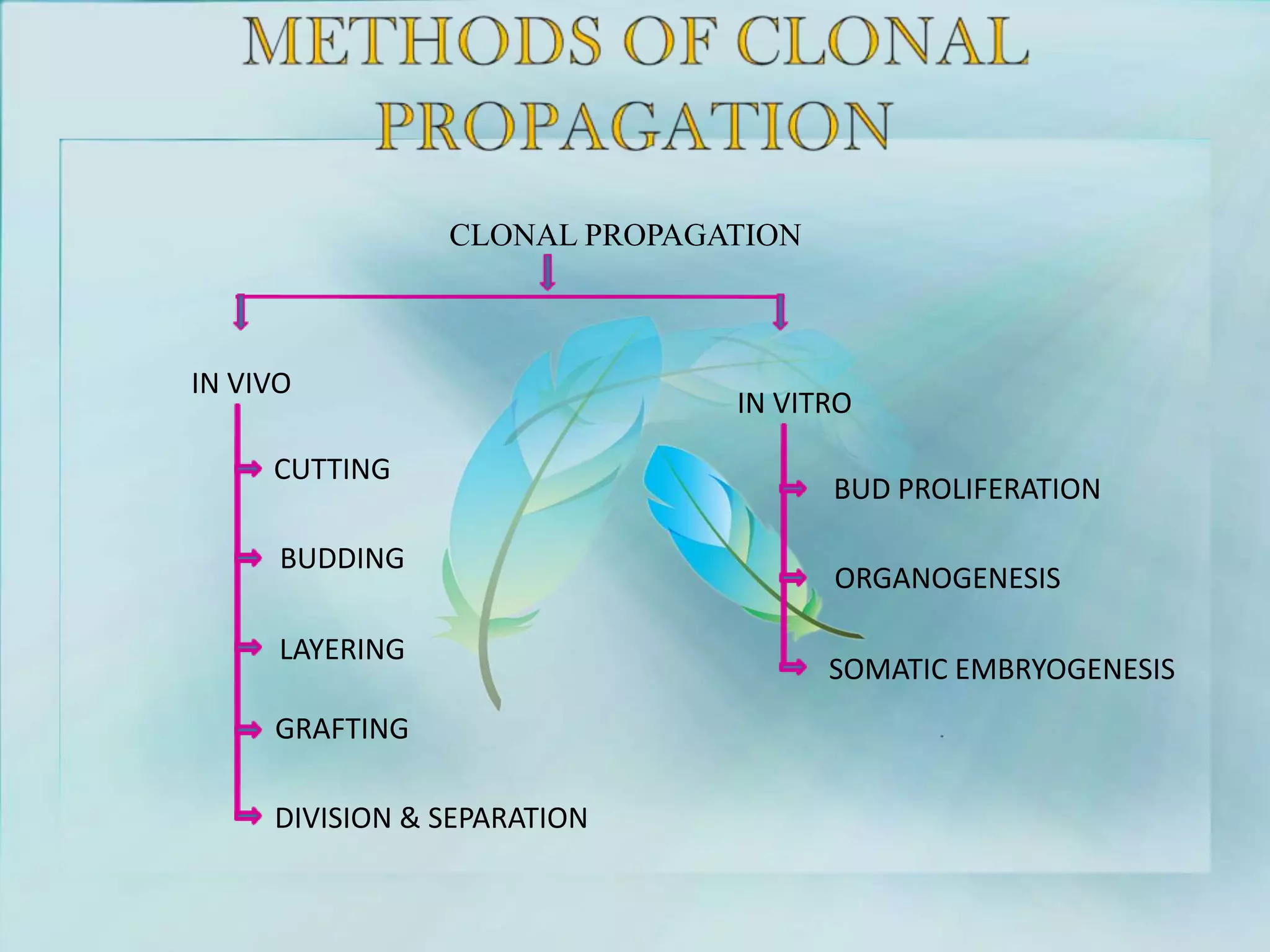 Clonal propagation in ornamental plants | PPTX