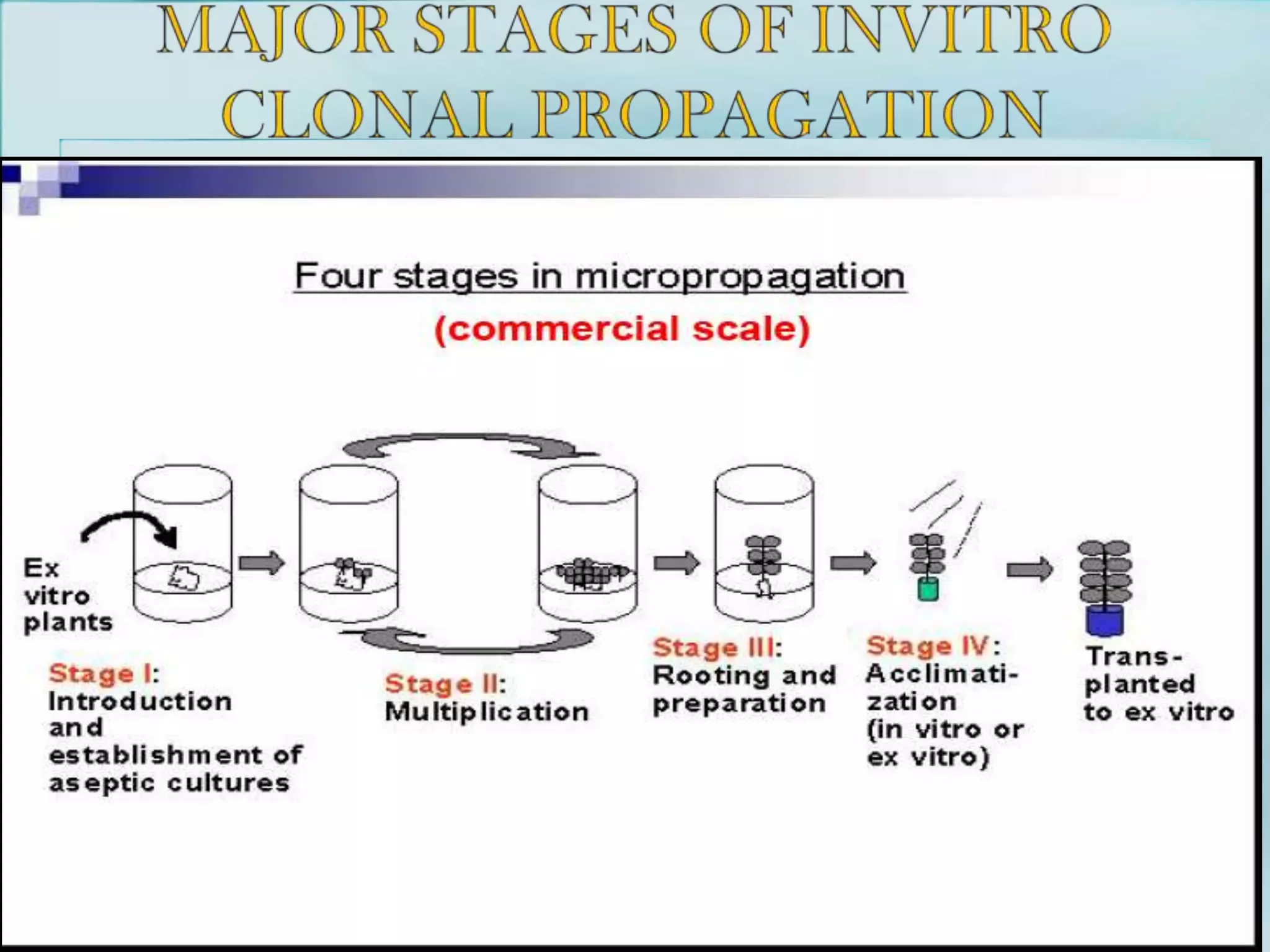 Clonal propagation in ornamental plants | PPTX
