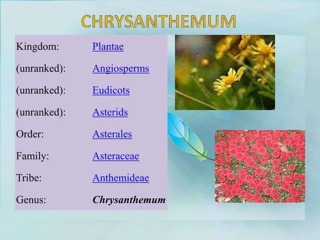 Clonal propagation in ornamental plants | PPTX | Gardening | Home & Garden