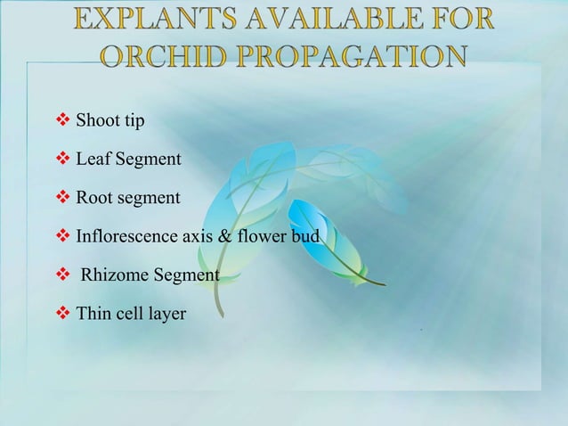 Clonal propagation in ornamental plants | PPTX | Gardening | Home & Garden