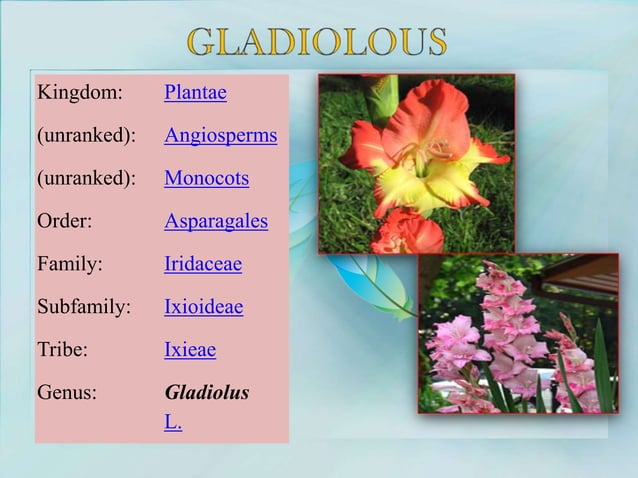 Clonal propagation in ornamental plants | PPTX | Gardening | Home & Garden