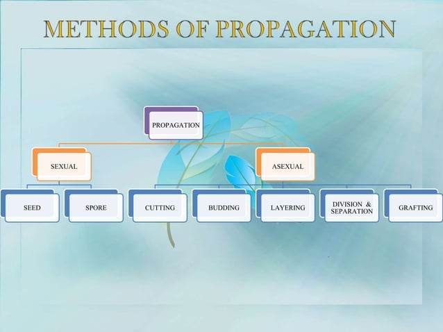 Clonal propagation in ornamental plants | PPTX | Gardening | Home & Garden
