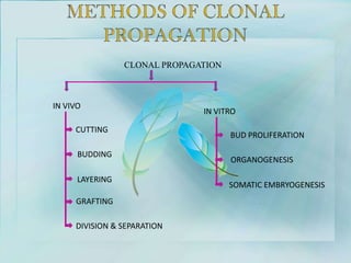 Clonal propagation in ornamental plants | PPTX