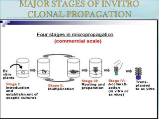 Clonal propagation in ornamental plants | PPTX