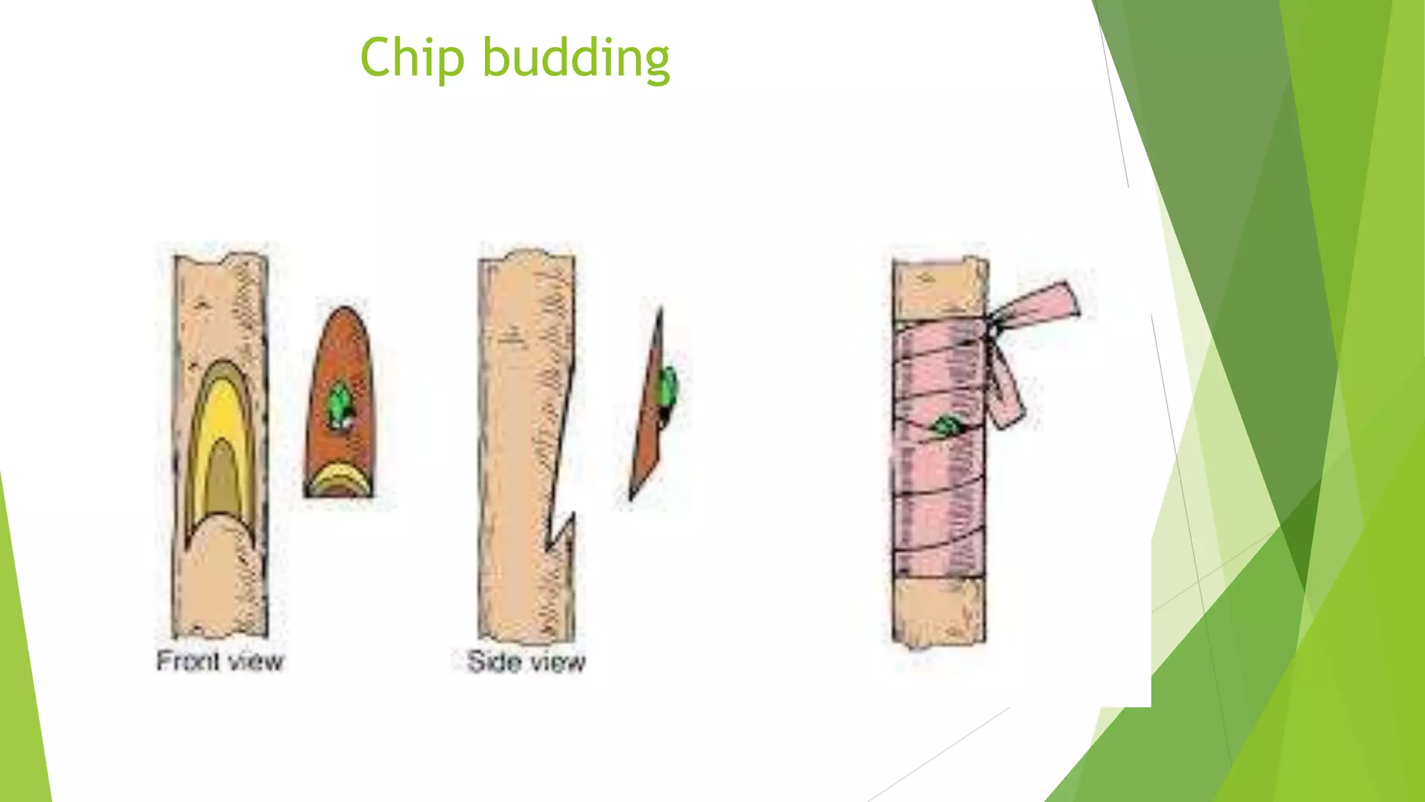 Clonal propagation of grafting.pptx