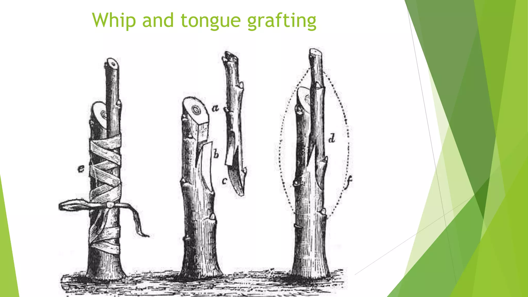 Clonal propagation of grafting.pptx