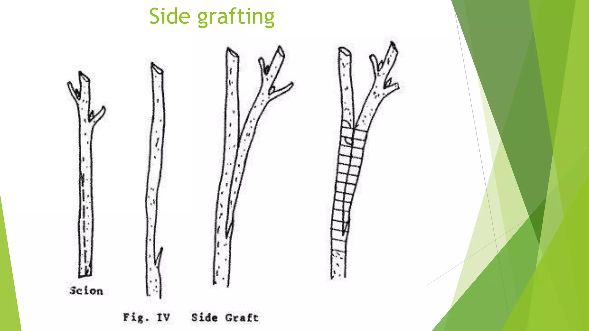 Clonal propagation of grafting.pptx