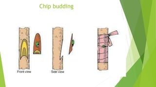 Clonal propagation of grafting.pptx