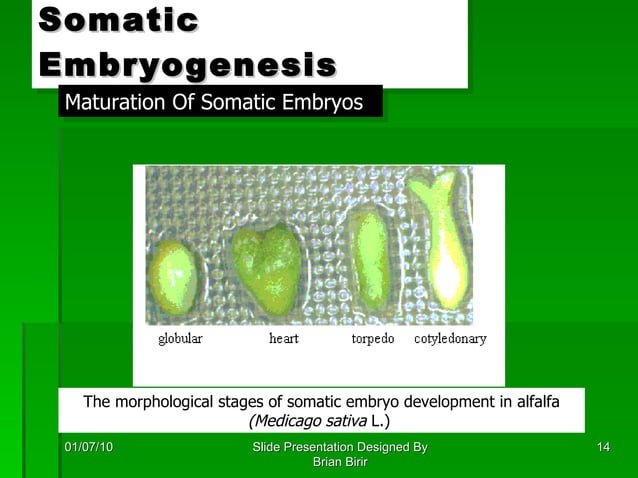 Clonal propagation tissueculture | PPT