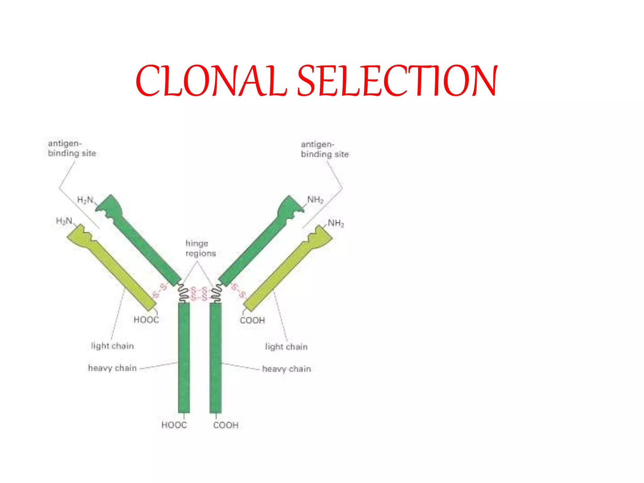 Clonal selection Easy Words to understan | PPTX