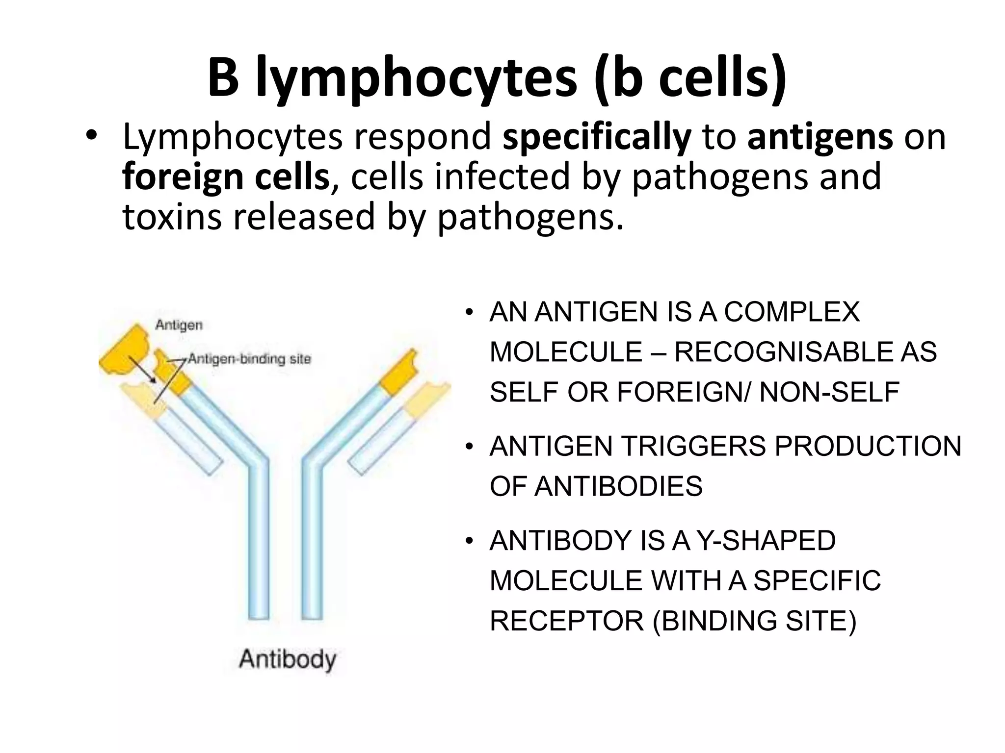 Clonal selection Easy Words to understan | PPTX