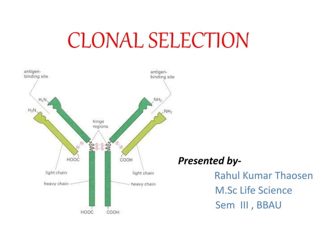 Clonal selection | PPTX | Chemistry | Science