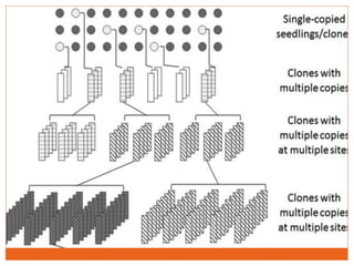 Clonal selection | PPTX