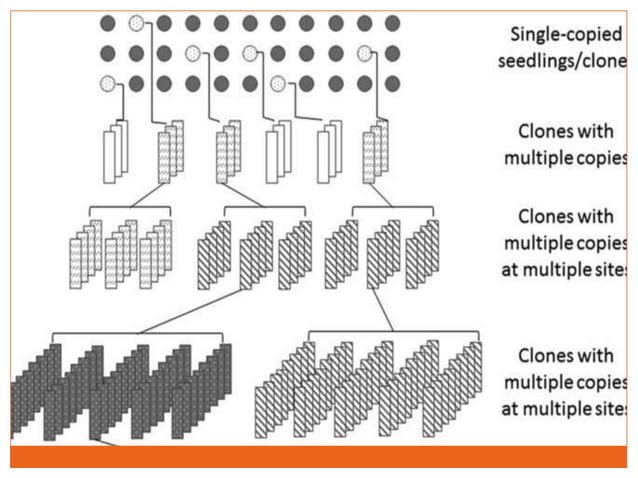 Clonal selection | PPTX | Gardening | Home & Garden