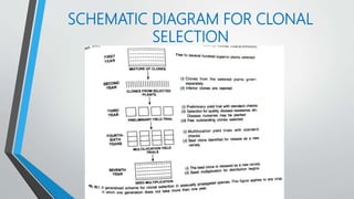 Clonal selection | PPTX