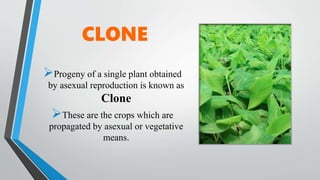 Clonal selection | PPTX