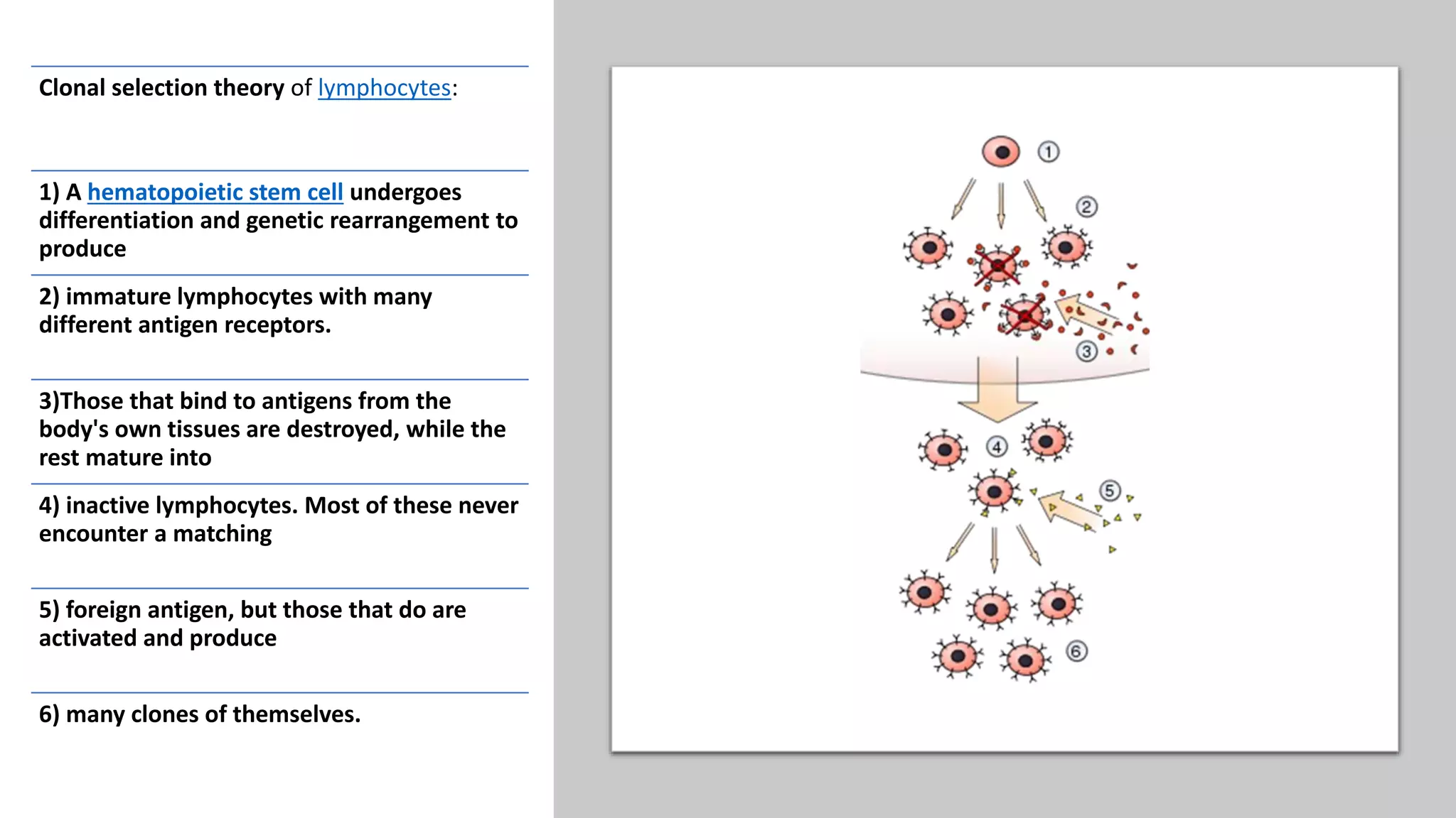 CLONAL SELECTION.PDF.pptx