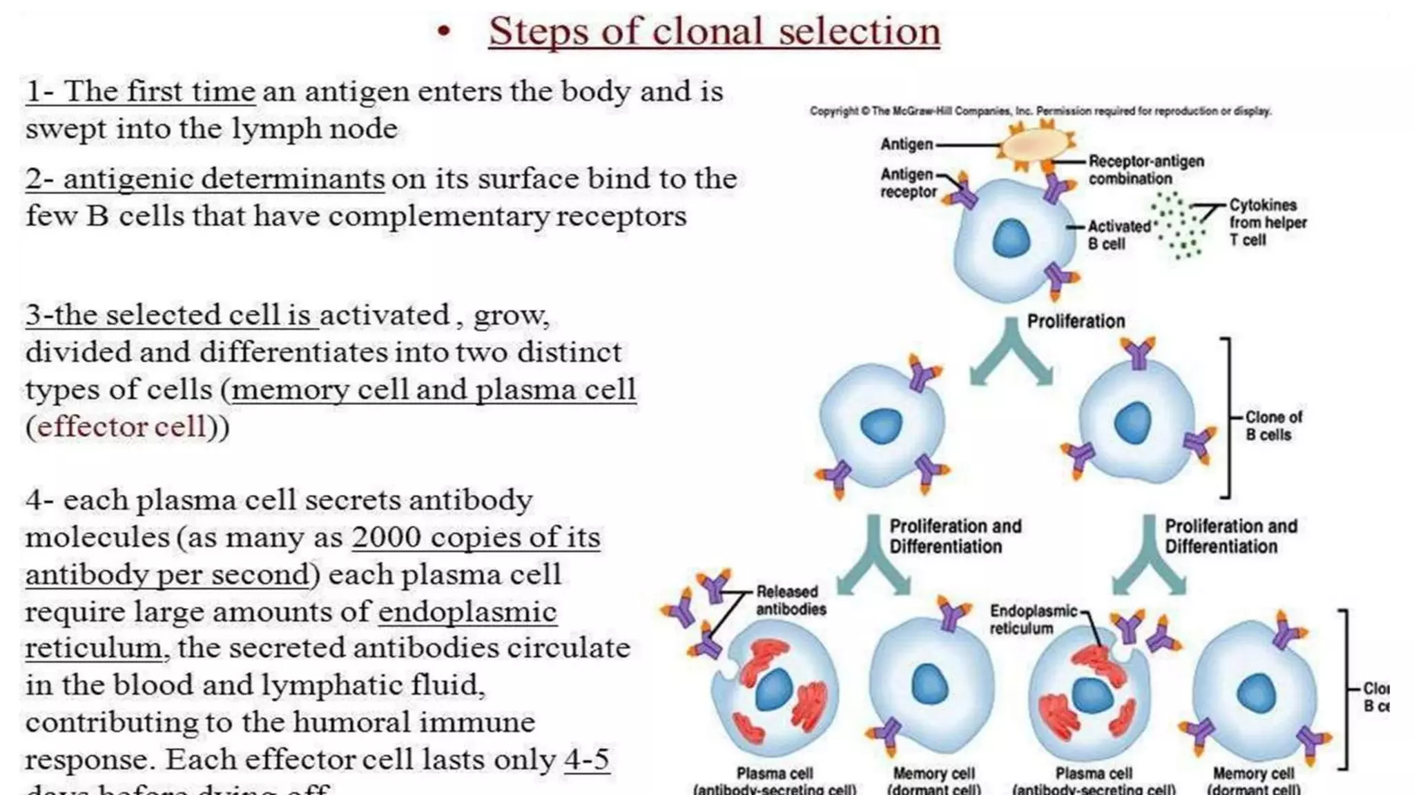 CLONAL SELECTION.PDF.pptx