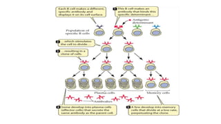 CLONAL SELECTION.PDF.pptx