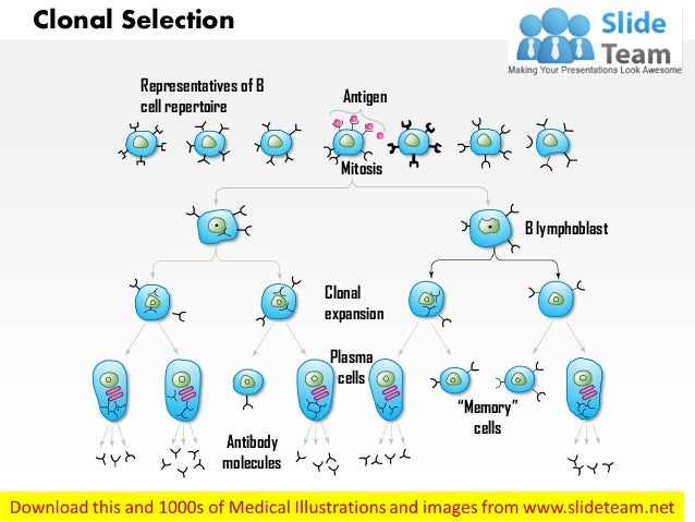 Clonal selection medical images for power point