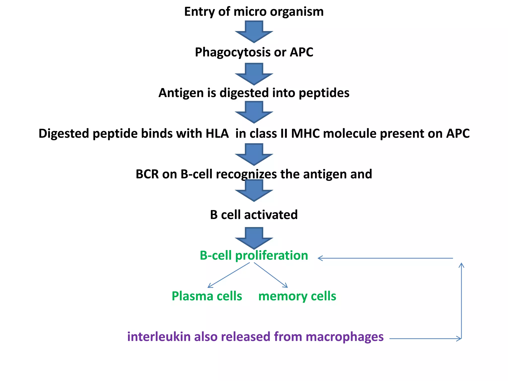 Clonal selection theory | PPTX