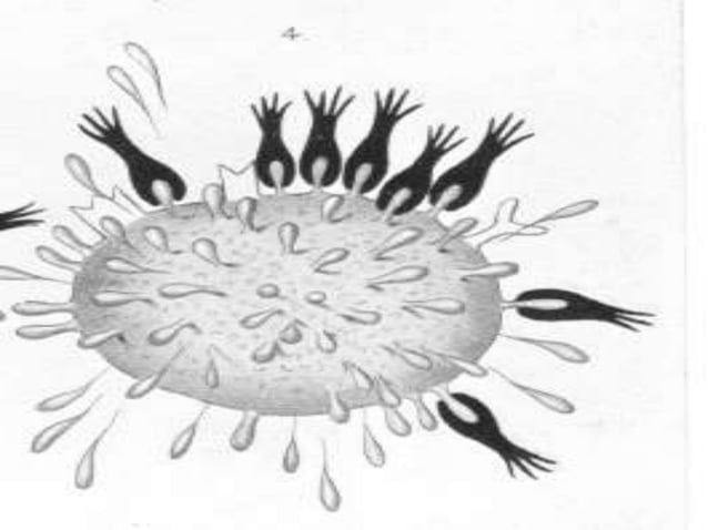 Clonal Selection Theory Pptx Infectious Diseases Diseases And Conditions