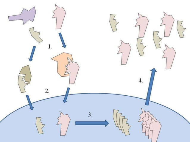 Clonal selection theory | PPTX | Infectious Diseases | Diseases and ...