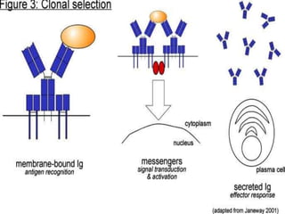Clonal selection theory | PPTX