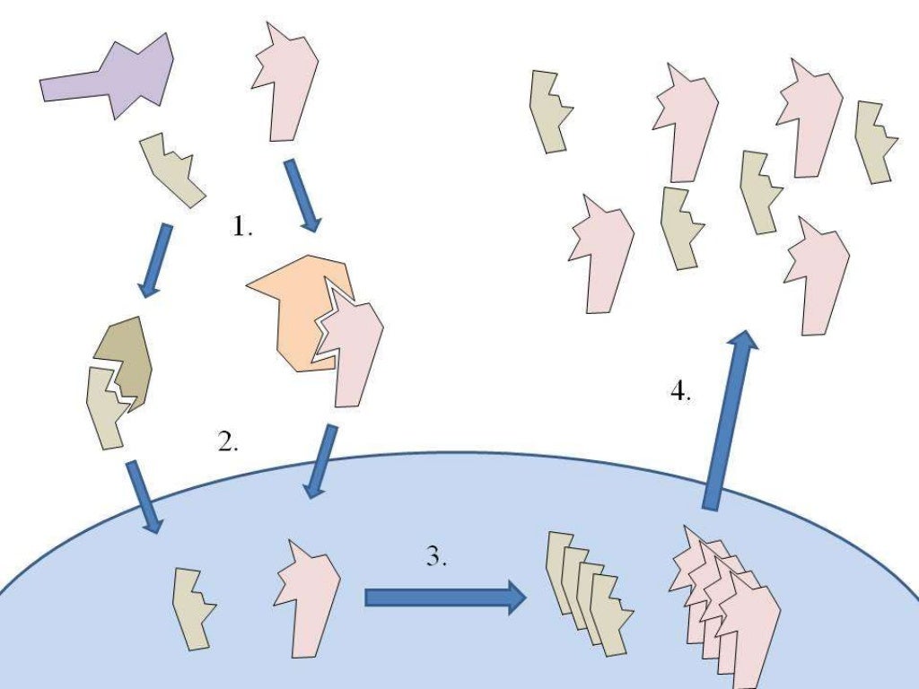 Clonal selection theory Clonal selection theory