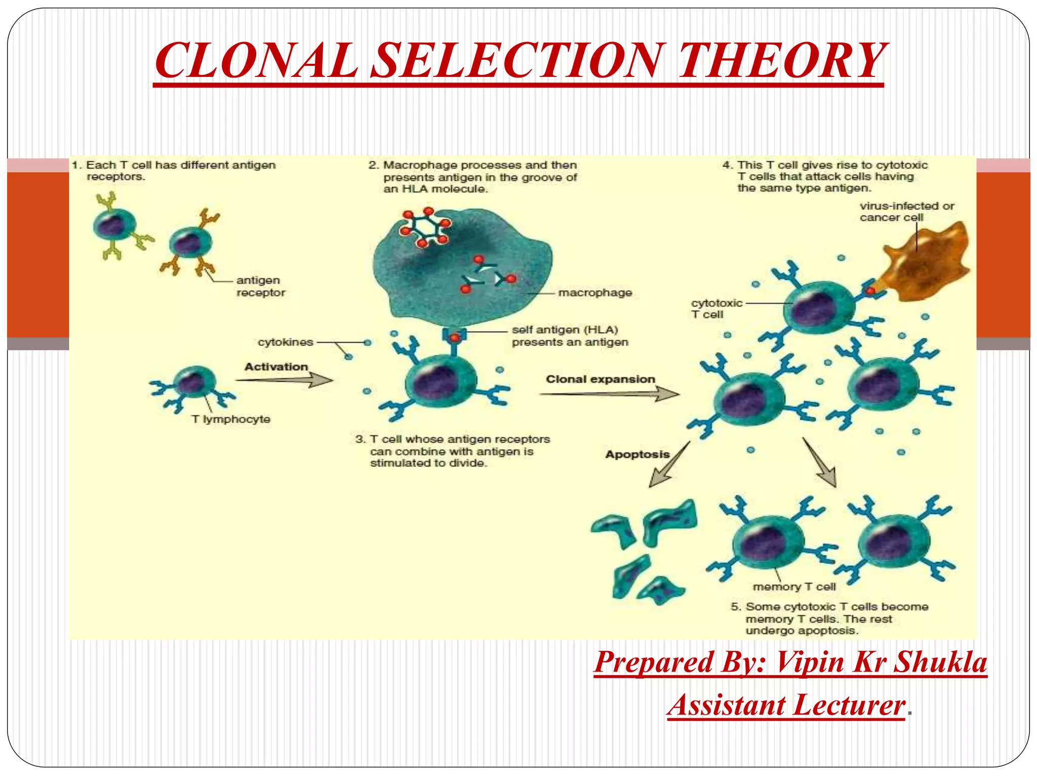 Clonal selection theory | PPTX