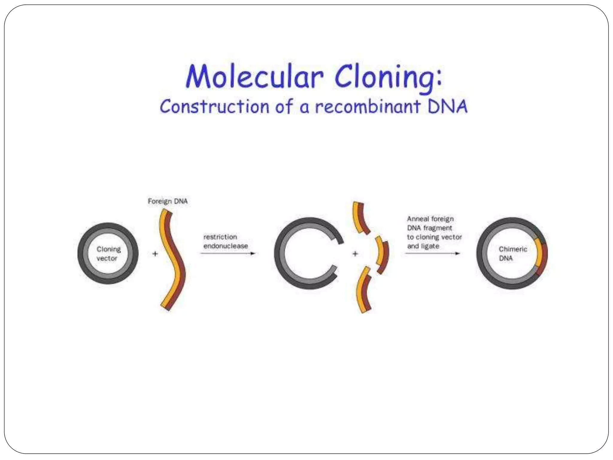 Clonal selection theory | PPTX